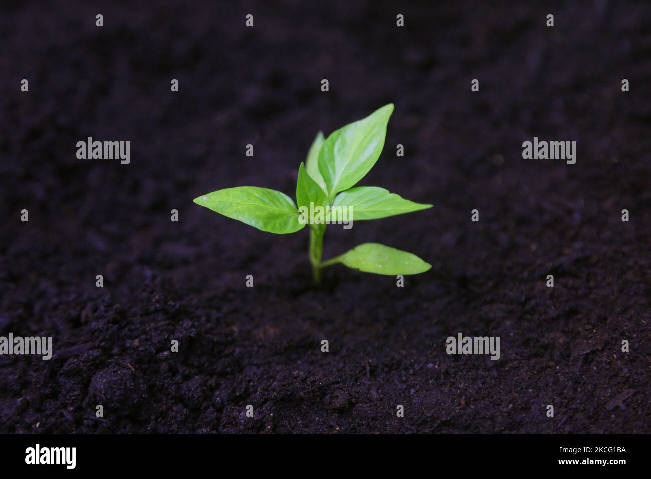 Seedling hands ontario canada hi-res stock photography and images - Alamy