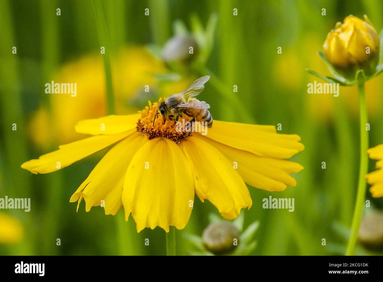 Golden wave full bloom hi-res stock photography and images - Alamy