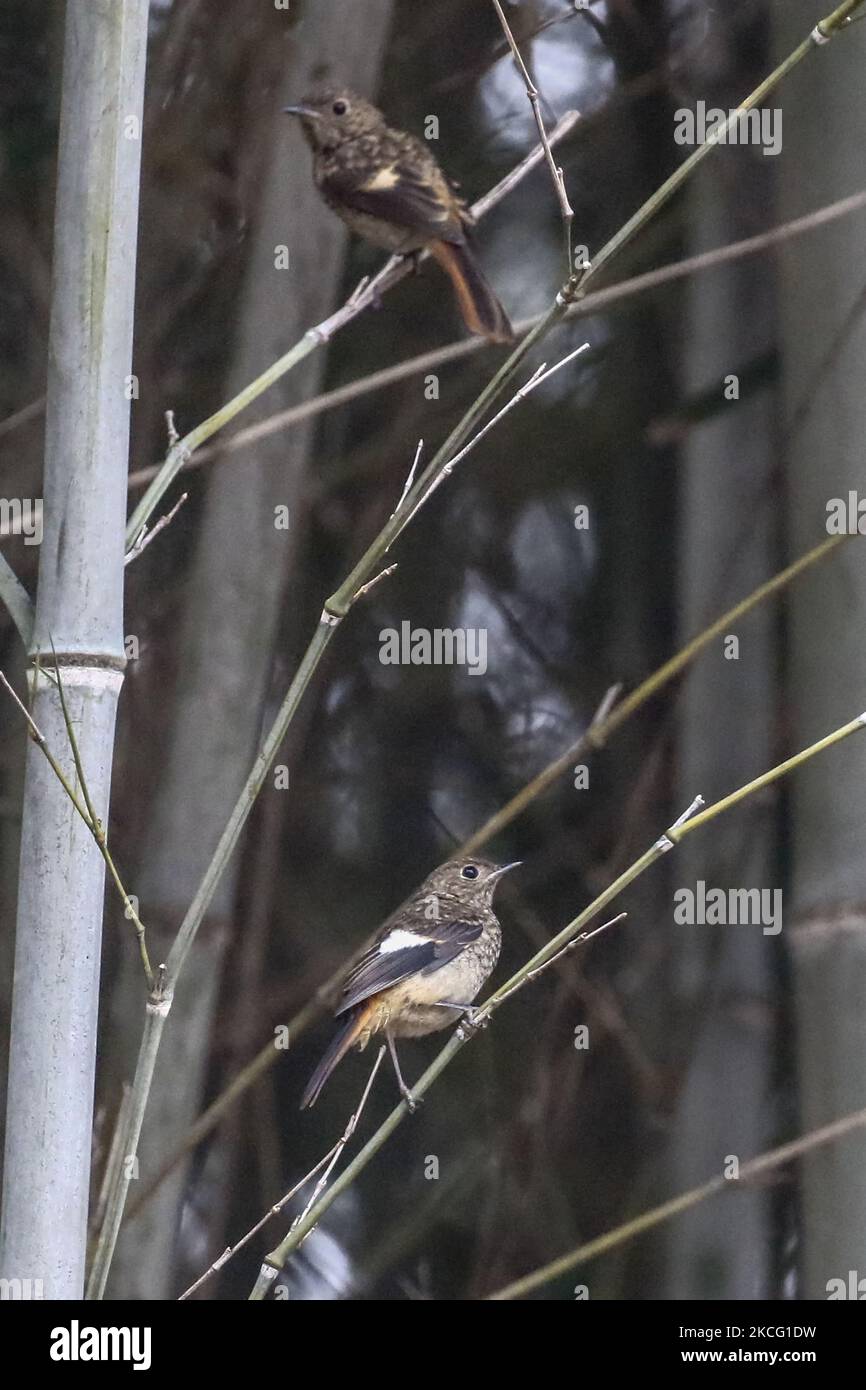 In this photo taken date is June 6, 2021 Treecreepers landed twig near ...