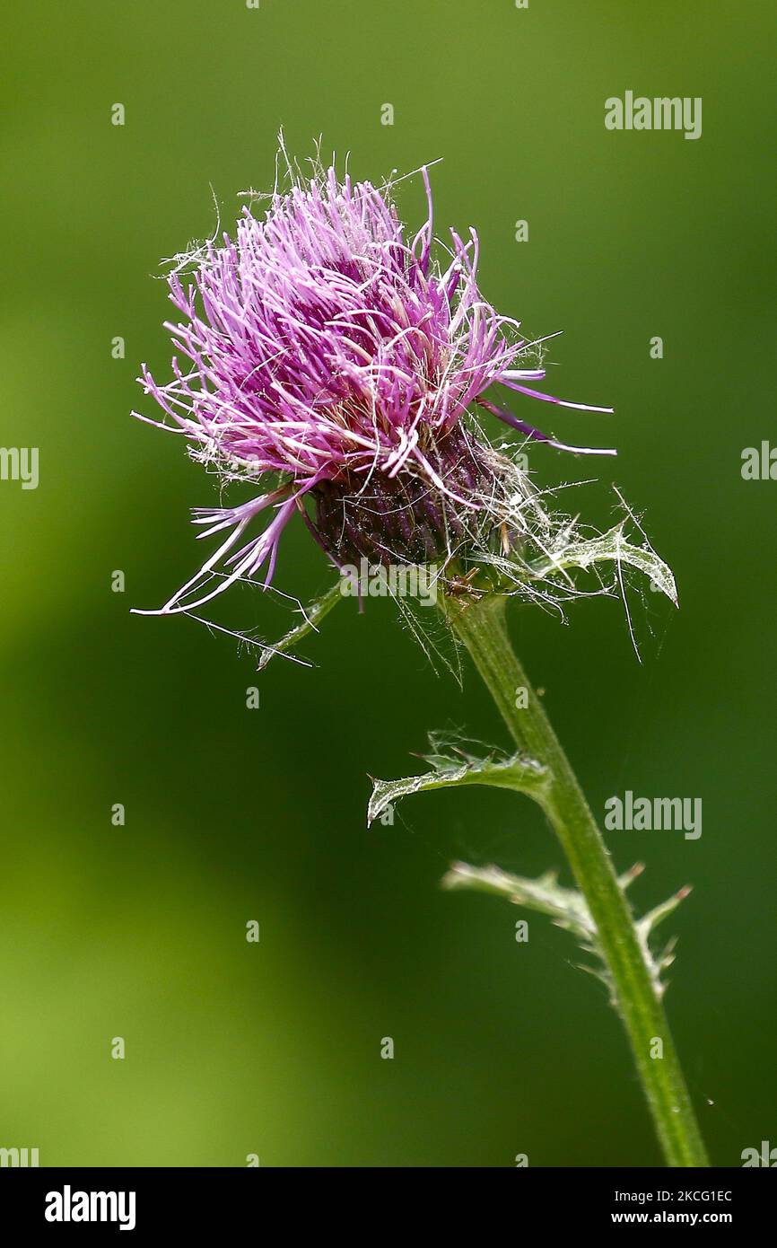 Lyre shaped hemisttepta full bloom hi-res stock photography and images ...