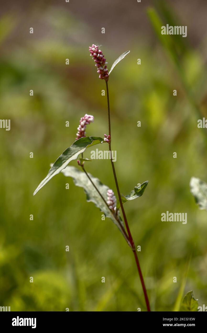 Human interestrr hi-res stock photography and images - Alamy
