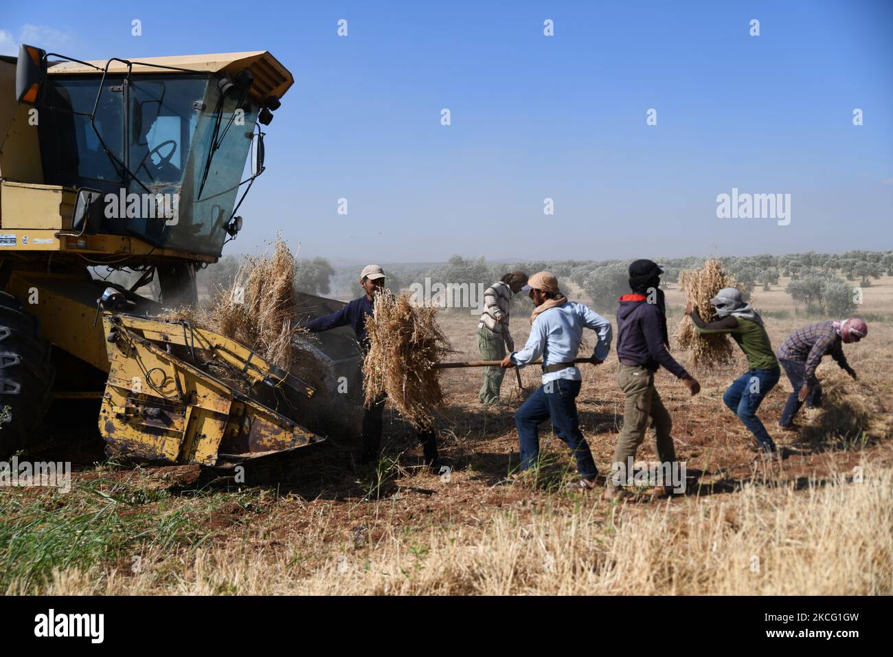 Farmers in northern Syria harvest their lands, where the majority of ...
