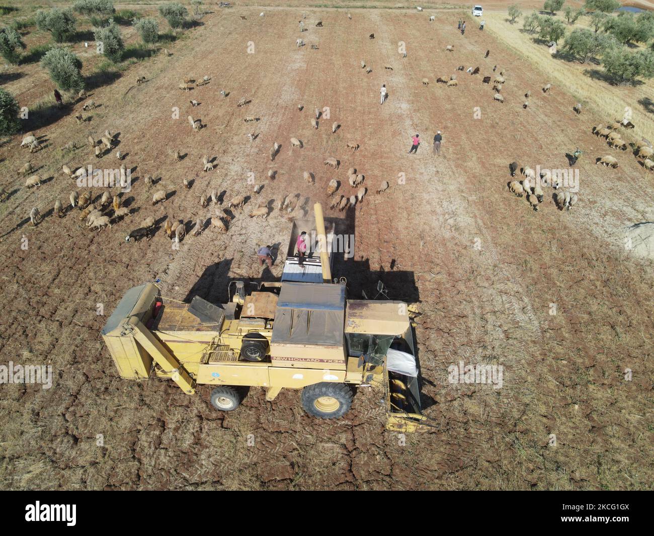 Farmers in northern Syria harvest their lands, where the majority of ...