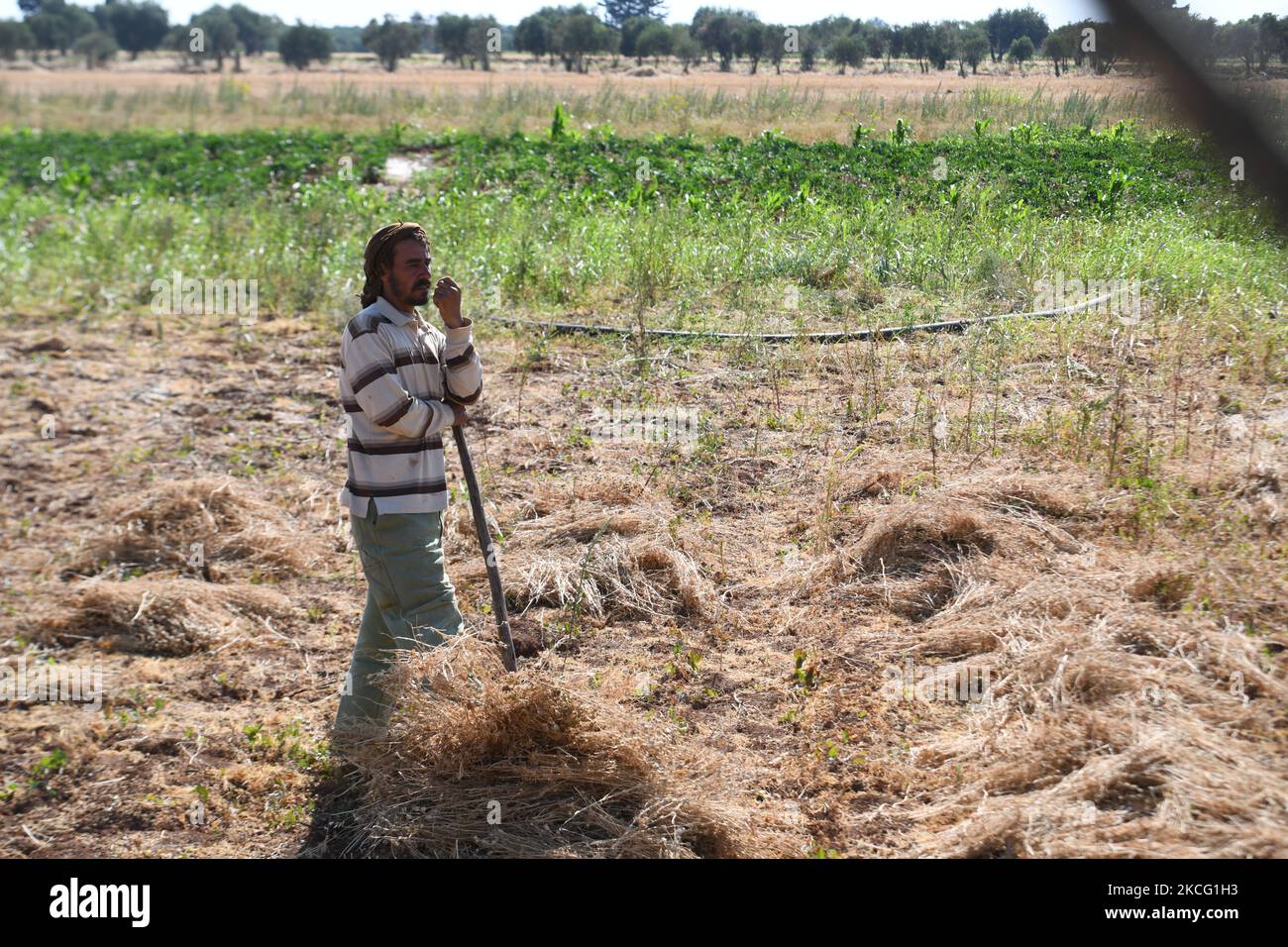 Farmers in northern Syria harvest their lands, where the majority of ...