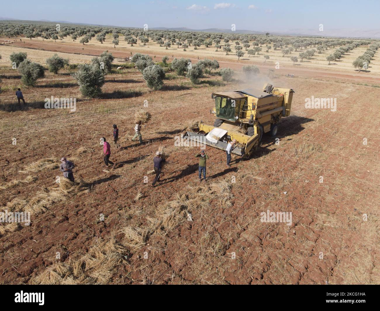 Farmers in northern Syria harvest their lands, where the majority of ...