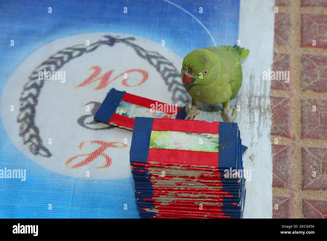 Parrot selects tarot cards for a fortune teller in Thiruchendur, Tamil ...