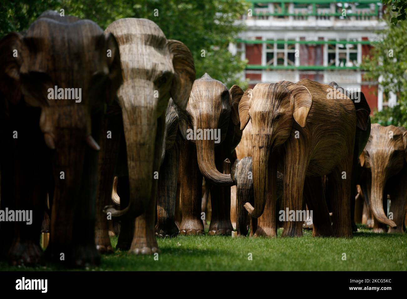 Life-size sculptures of a herd of Asian elephants stand on display in ...