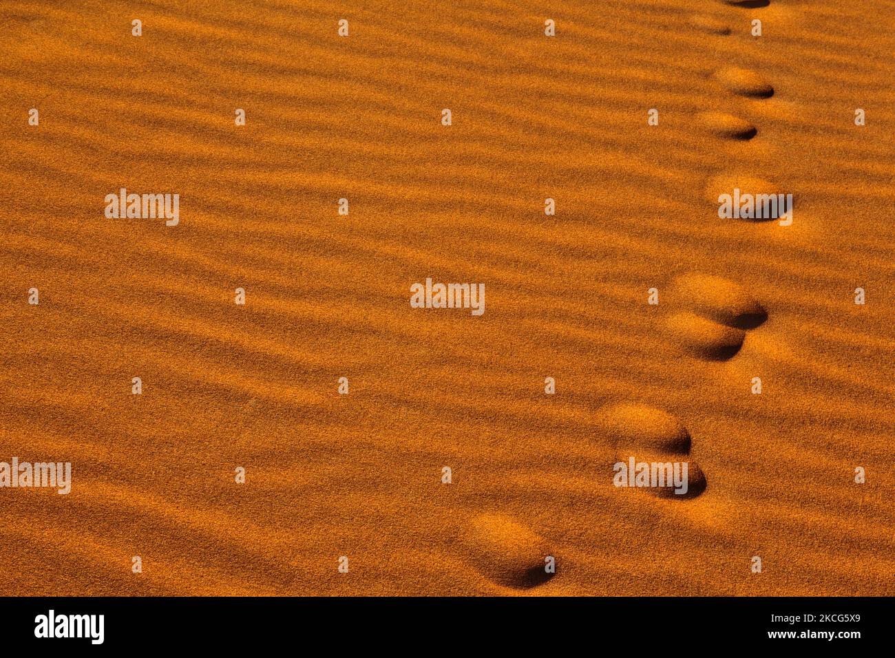 Camel footprint in sand hi-res stock photography and images - Alamy