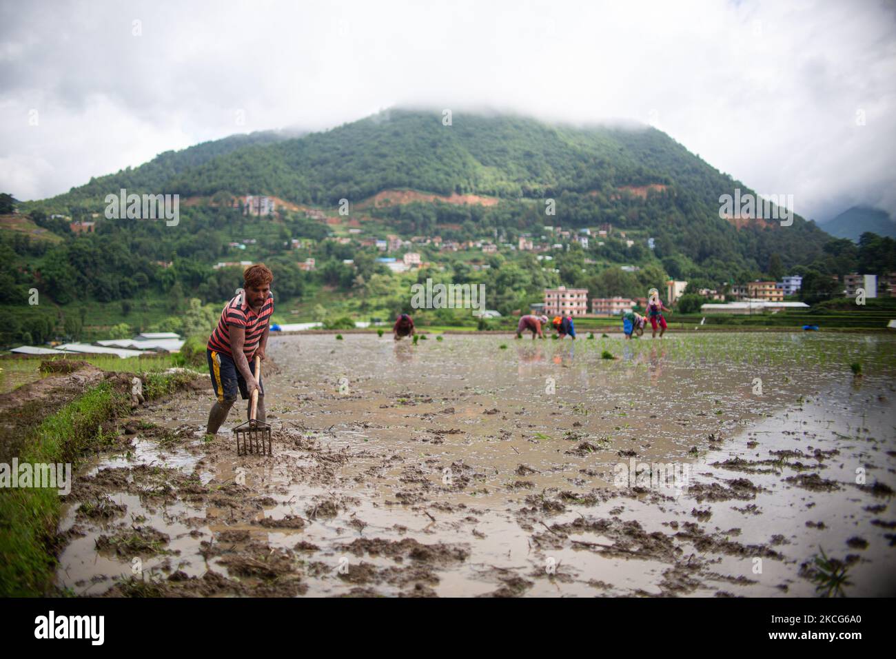 Nepalese farmers work on a paddy field at Chhampi, Lalitpur on Thursday ...