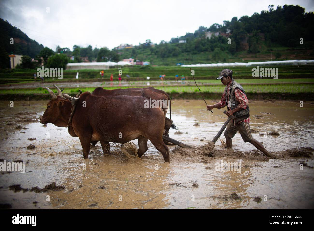 A Nepalese farmer plows the field with a wooden plow pulled by oxen ...