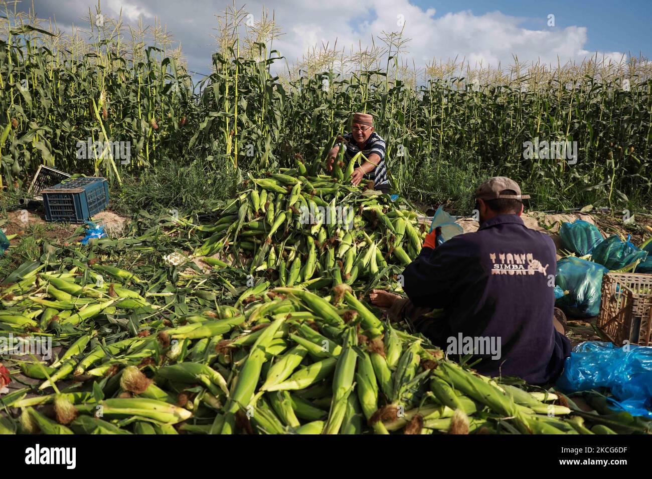 Palestinian farmers arrange harvested corn at a field in the town of ...