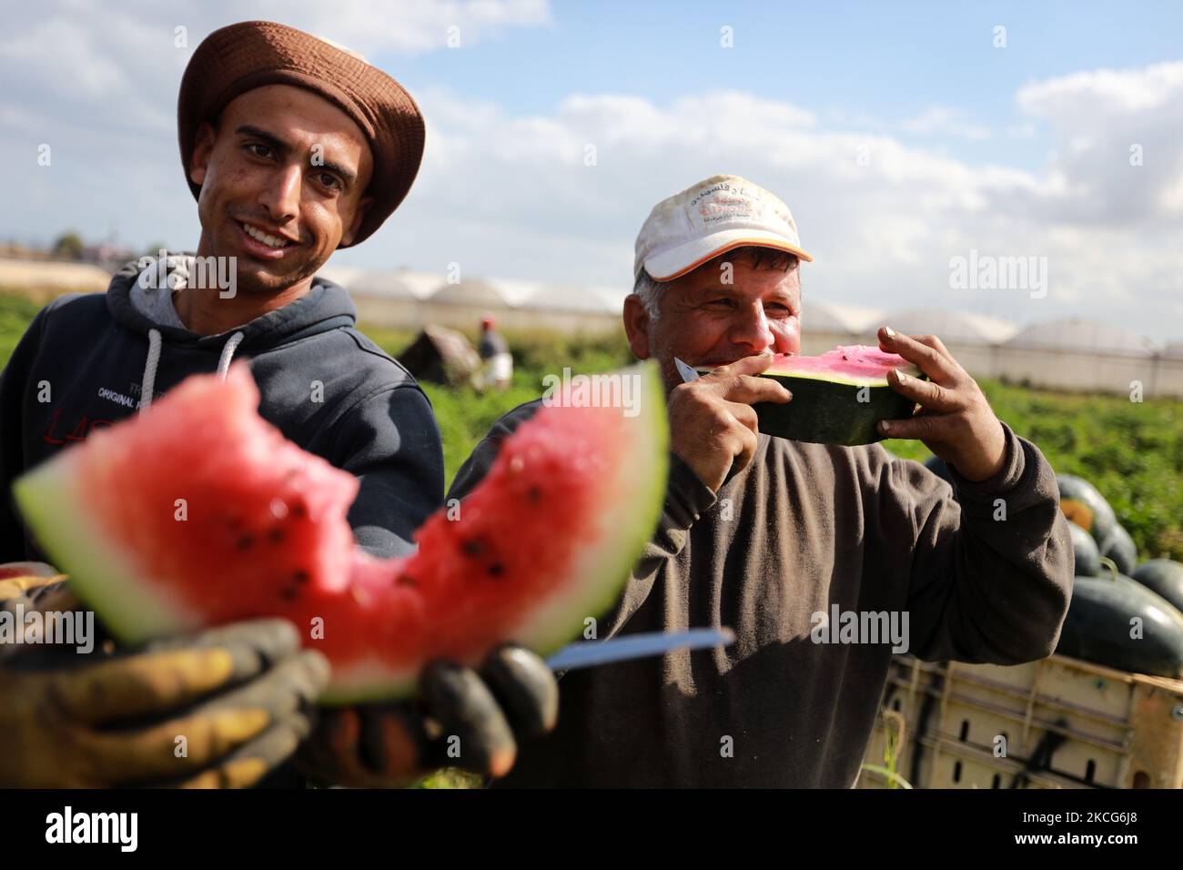 Palestinian farmers harvest watermelon at a field in the town of Beit ...