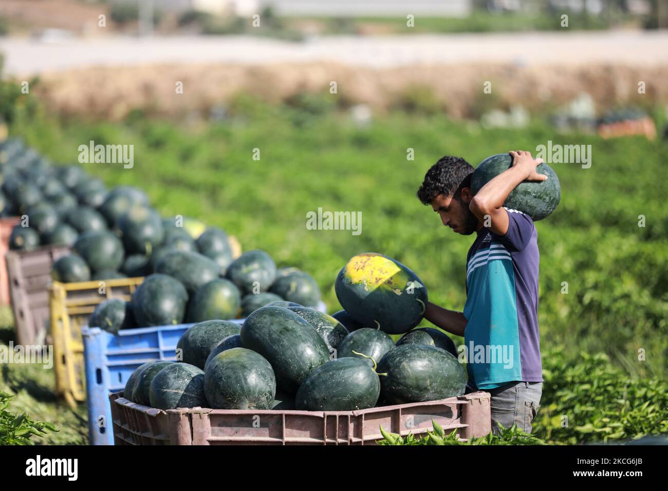 A Palestinian farmer harvests watermelon at a field in the town of Beit ...