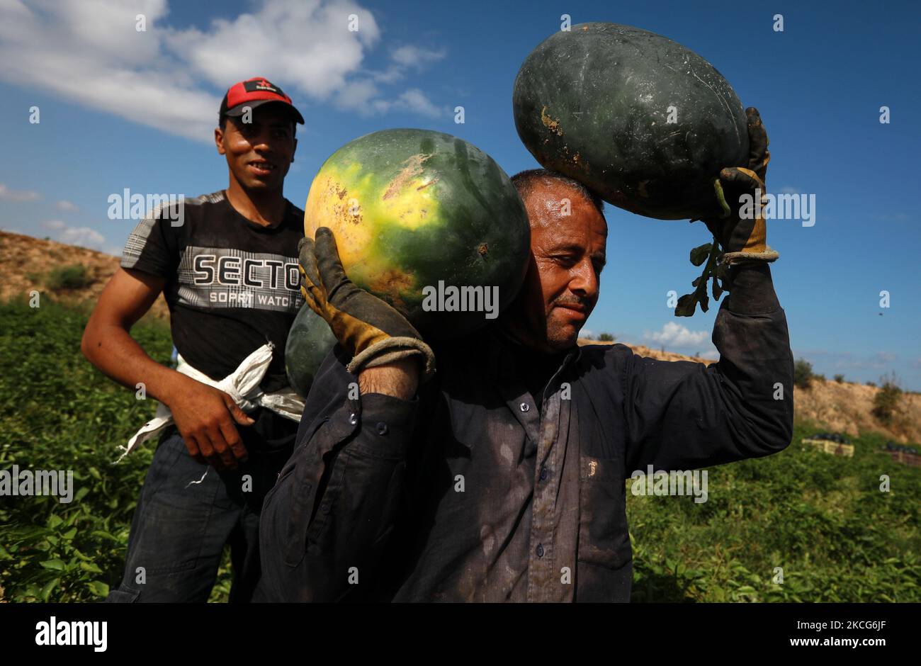 A Palestinian farmer harvests watermelon at a field in the town of Beit ...