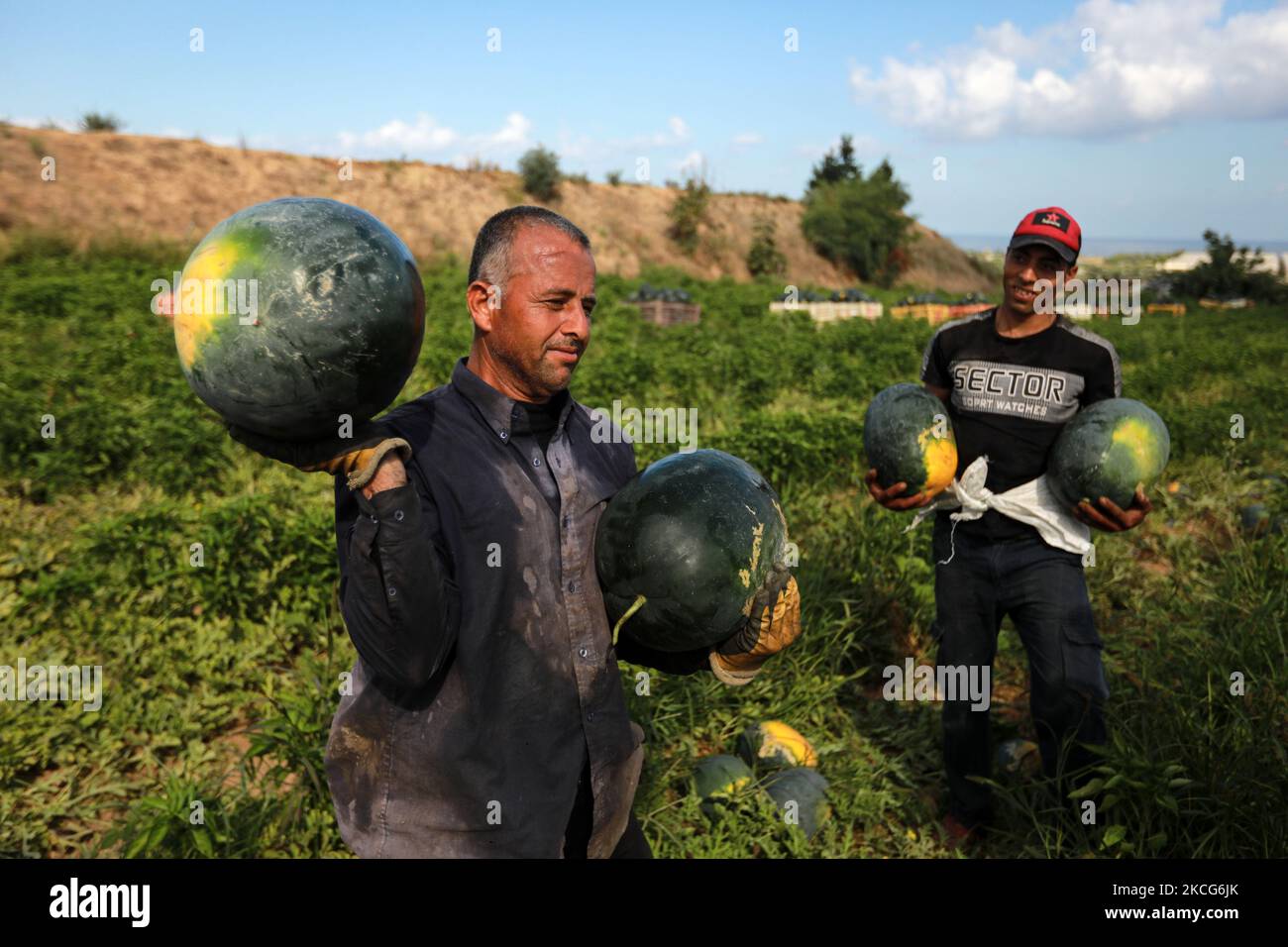 Palestinian farmers harvest watermelon at a field in the town of Beit ...