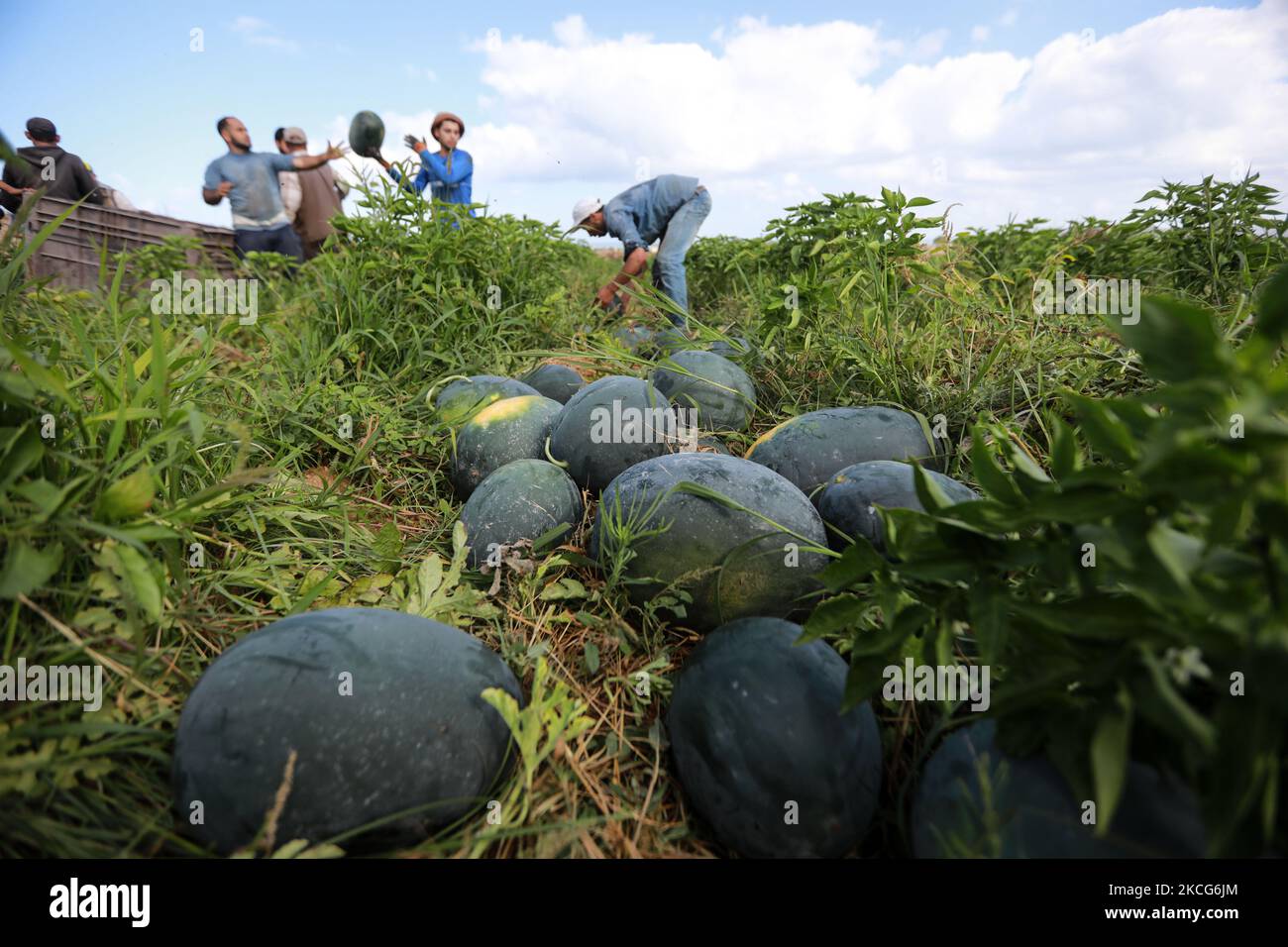 Palestinian farmers harvest watermelon at a field in the town of Beit ...