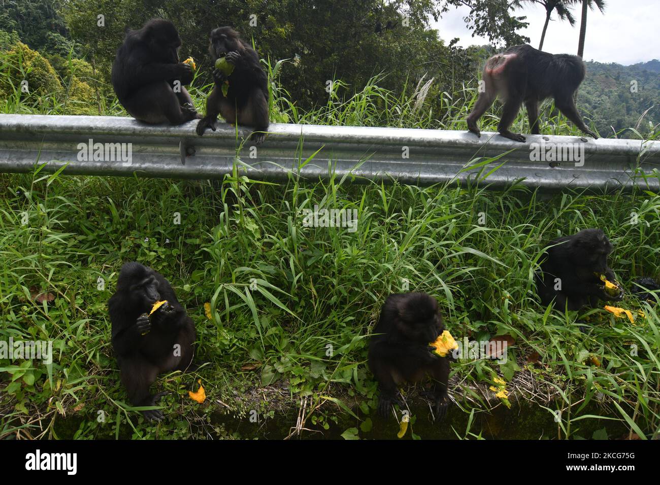 A herd of wild Sulawesi black macaques (Macaca Tonkeana) eats a mango ...