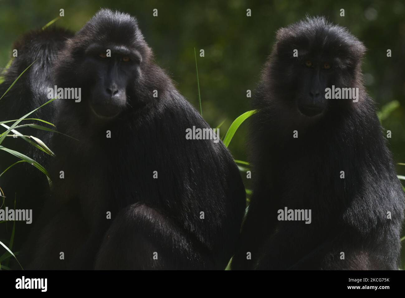 A herd of wild Sulawesi black macaques (Macaca Tonkeana) sits on the ...