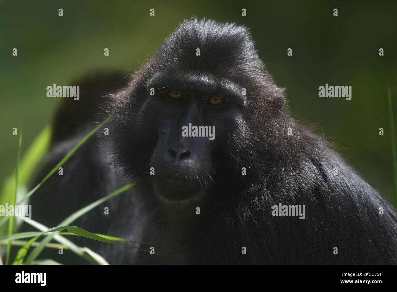 A herd of wild Sulawesi black macaques (Macaca Tonkeana) sits on the ...