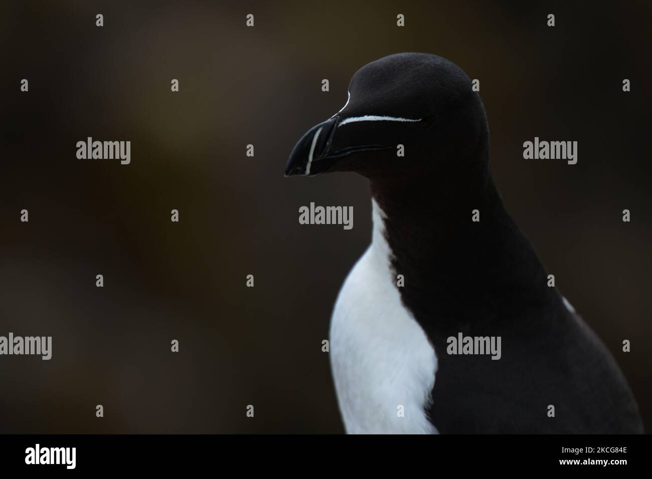 Razorbill seen during the breeding season on the Great Saltee Island ...