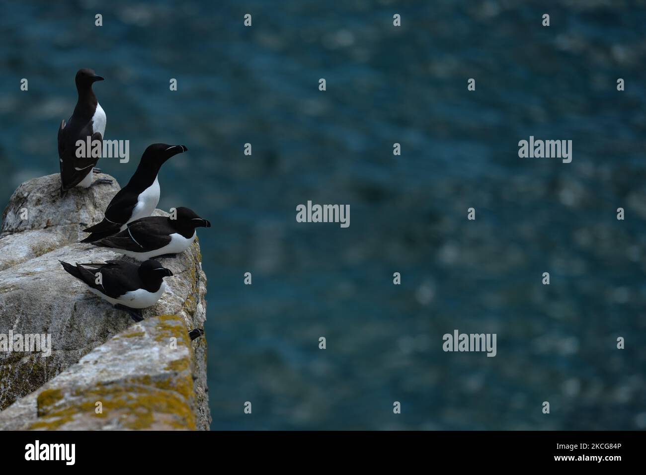 Two common guillemot mating hi-res stock photography and images - Alamy