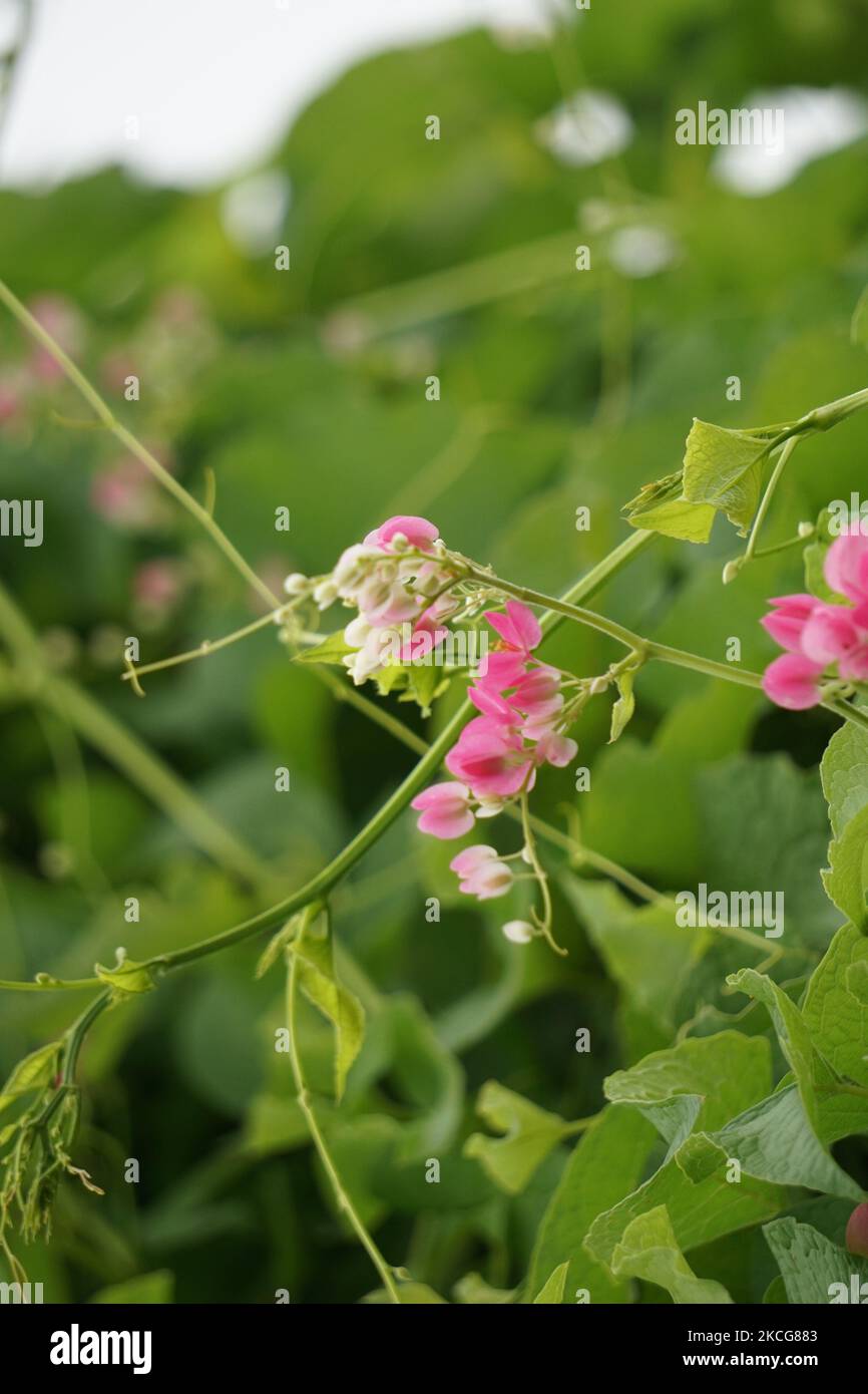 Mexican creeper (Also called Antigonon leptopus). This plant is good ...