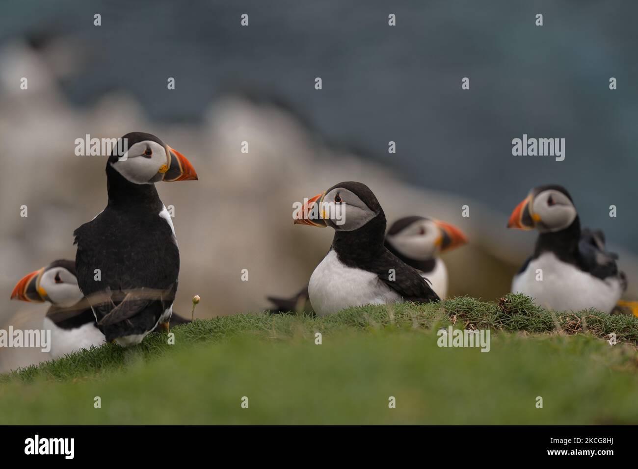 Atlantic puffins seen during a breeding season seen during the breeding ...