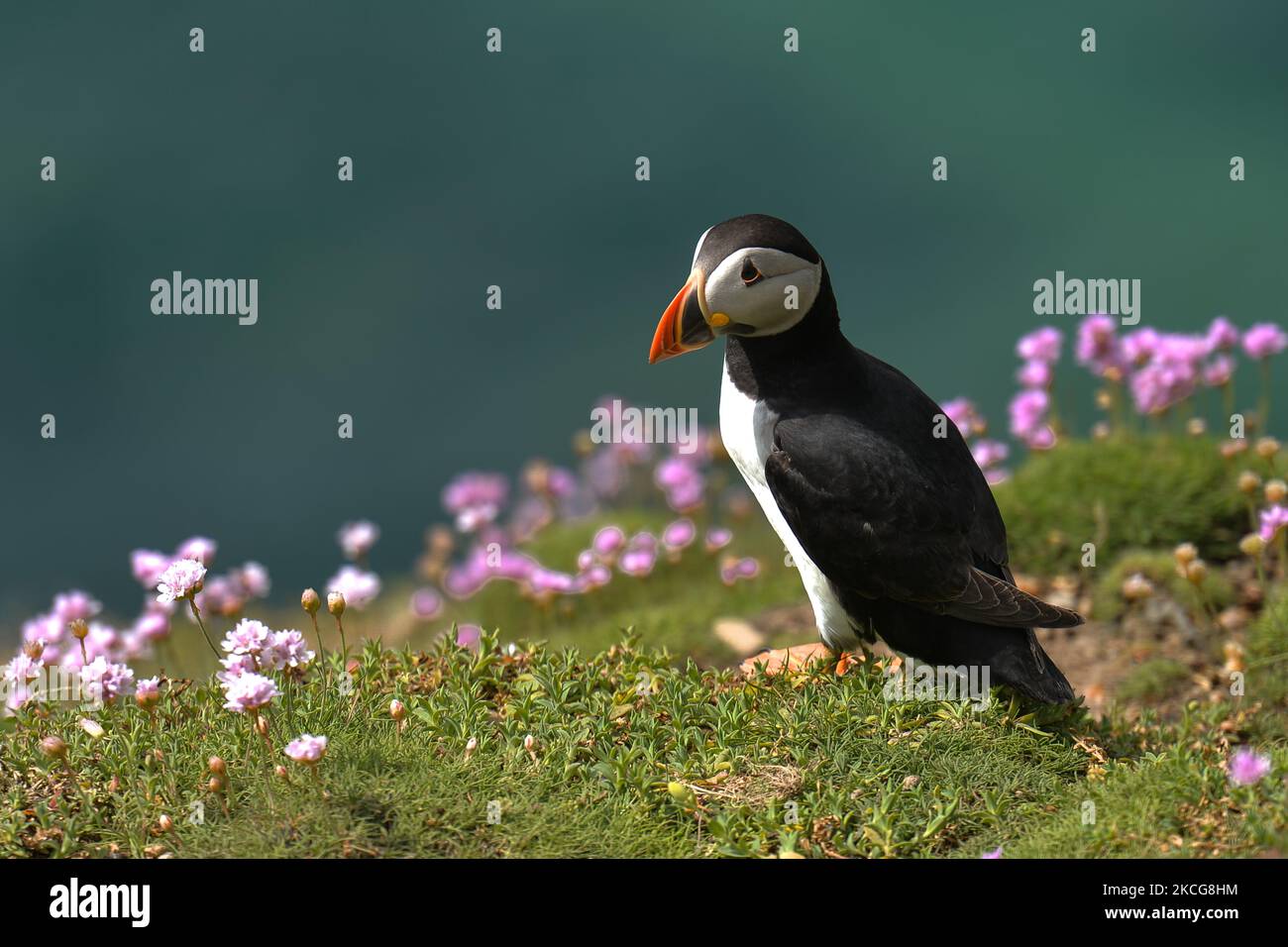 Atlantic puffin seen during a breeding season seen during the breeding ...