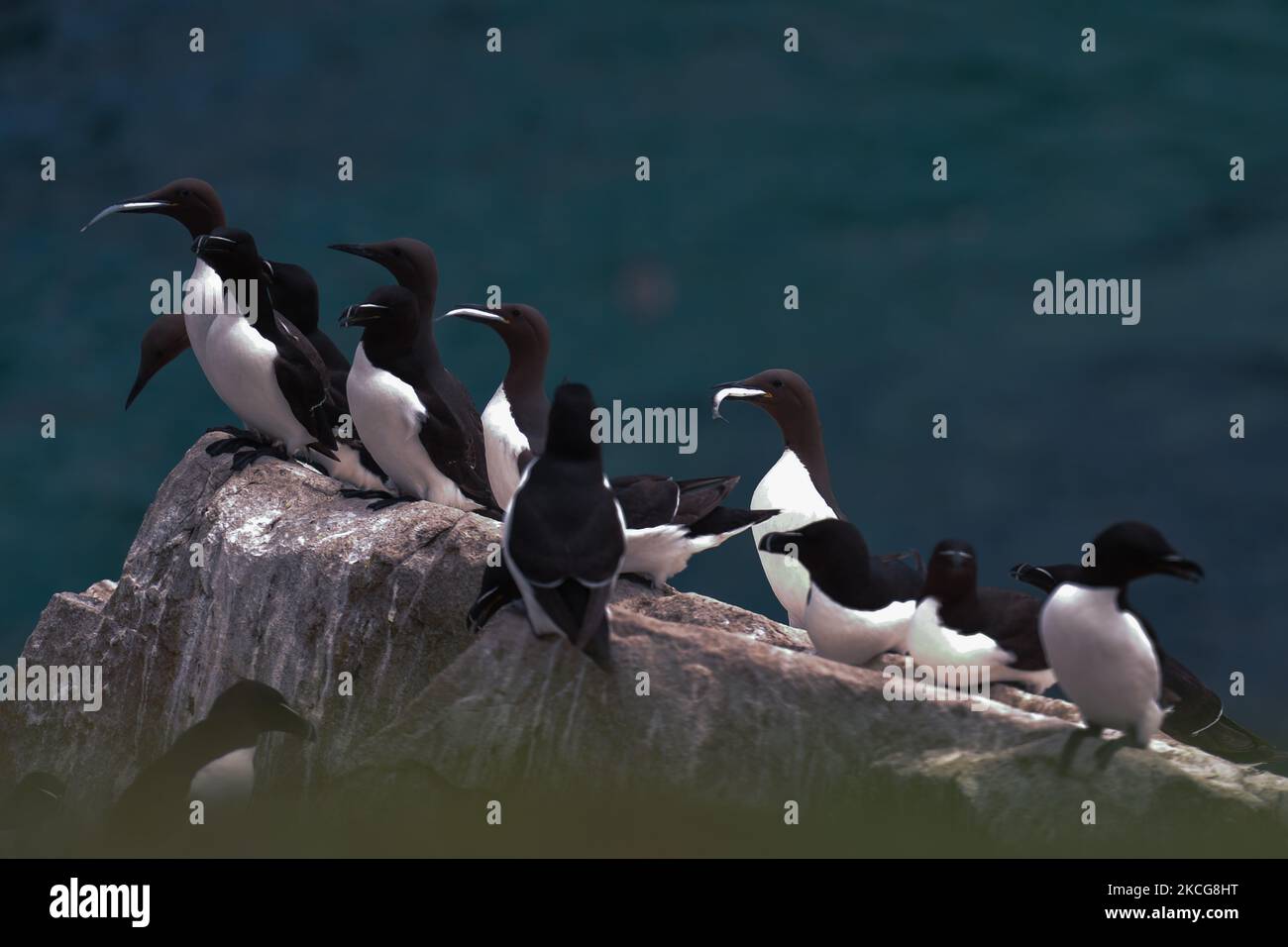 Razorbills and Guillemots seen during the breeding season on the Great ...