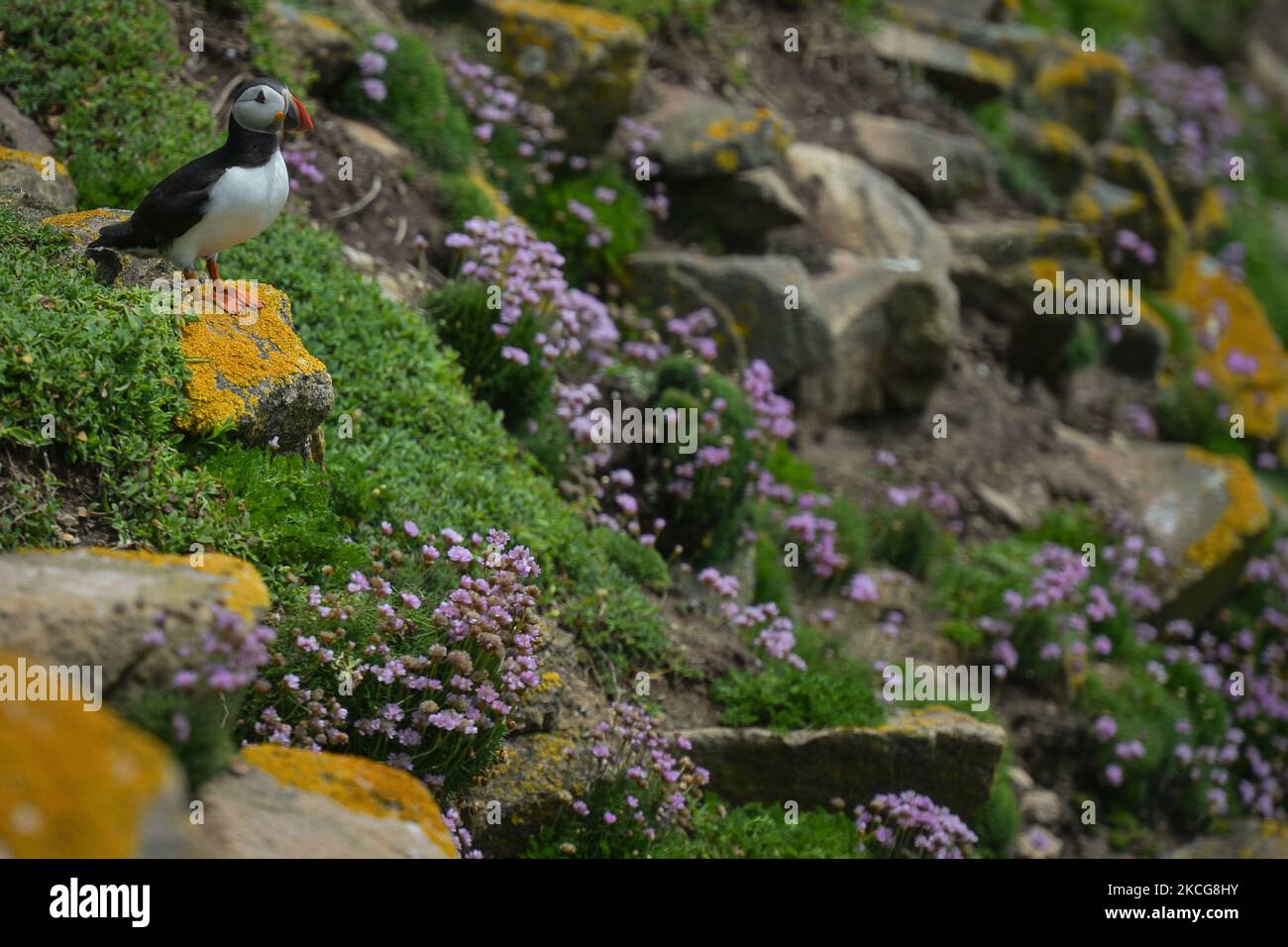 Atlantic puffin seen during a breeding season seen during the breeding ...