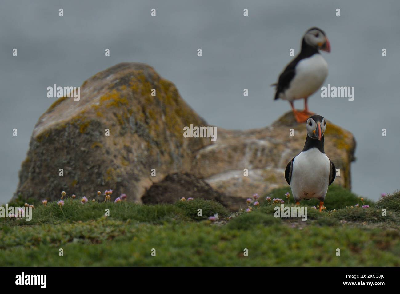 Two Atlantic puffins seen during a breeding season seen during the ...
