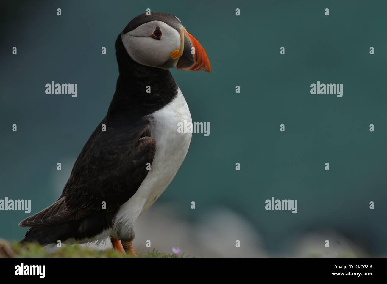 Atlantic puffin seen during a breeding season seen during the breeding ...
