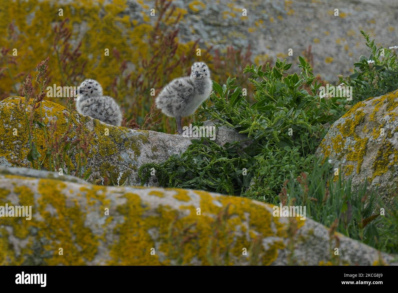 The great black-backed gull chicks seen during the breeding season on ...