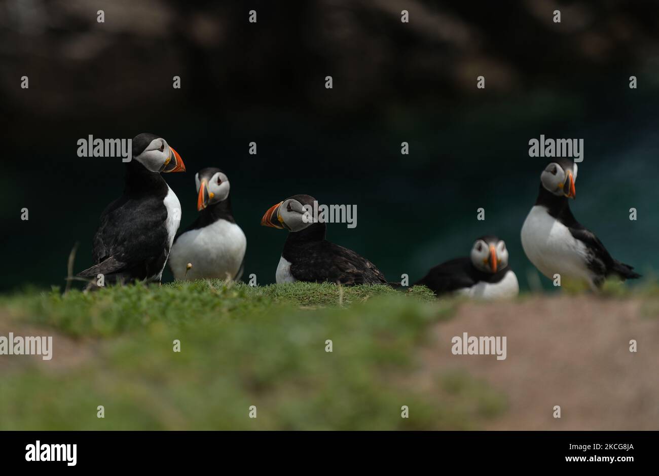 Atlantic puffins seen during a breeding season seen during the breeding ...
