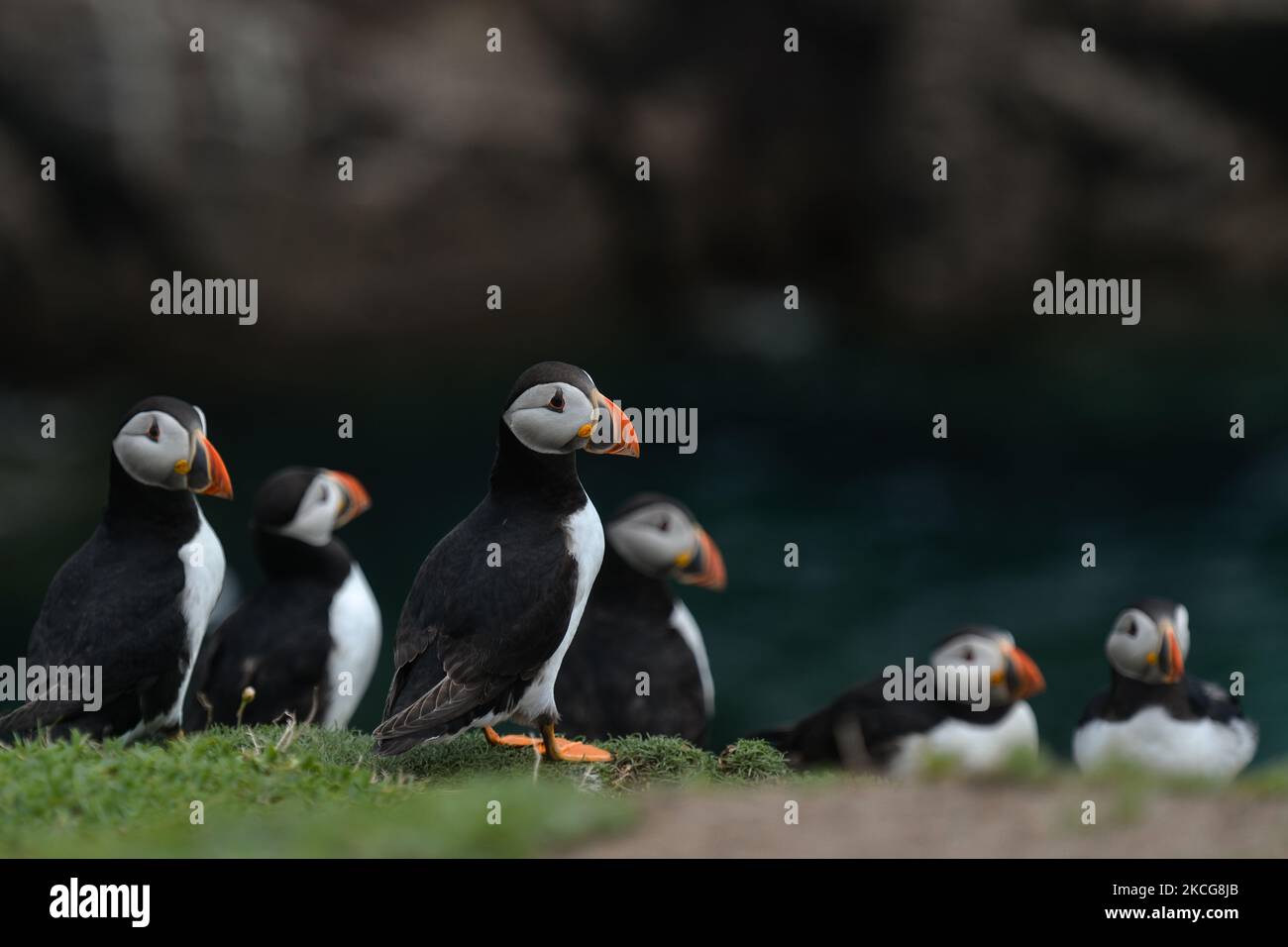 Atlantic puffins seen during a breeding season seen during the breeding ...