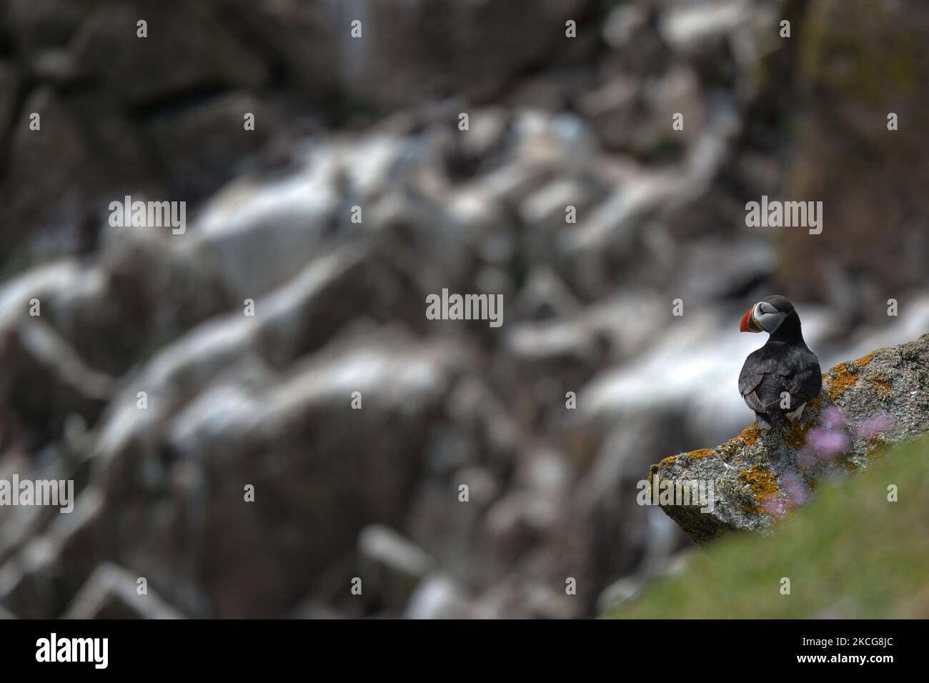 Atlantic puffin seen during a breeding season seen during the breeding ...