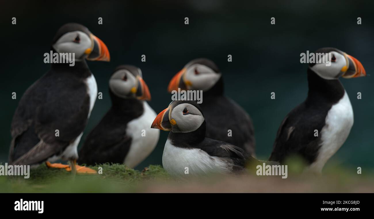 Atlantic puffins seen during a breeding season seen during the breeding ...