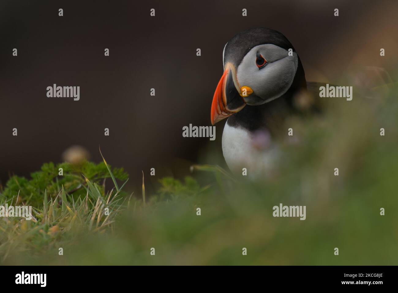 Atlantic puffin seen during a breeding season seen during the breeding ...