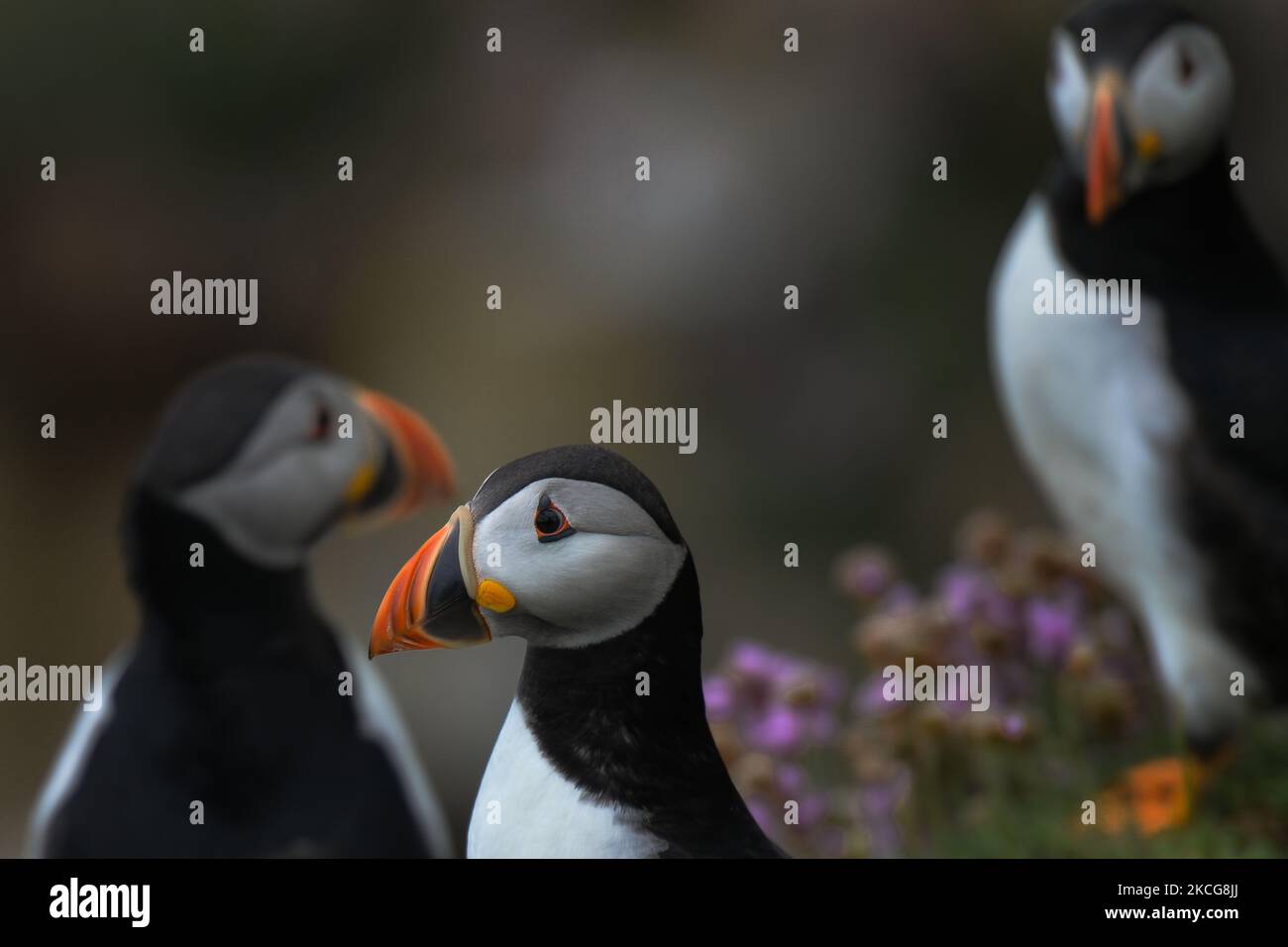 Atlantic puffins seen during a breeding season seen during the breeding ...