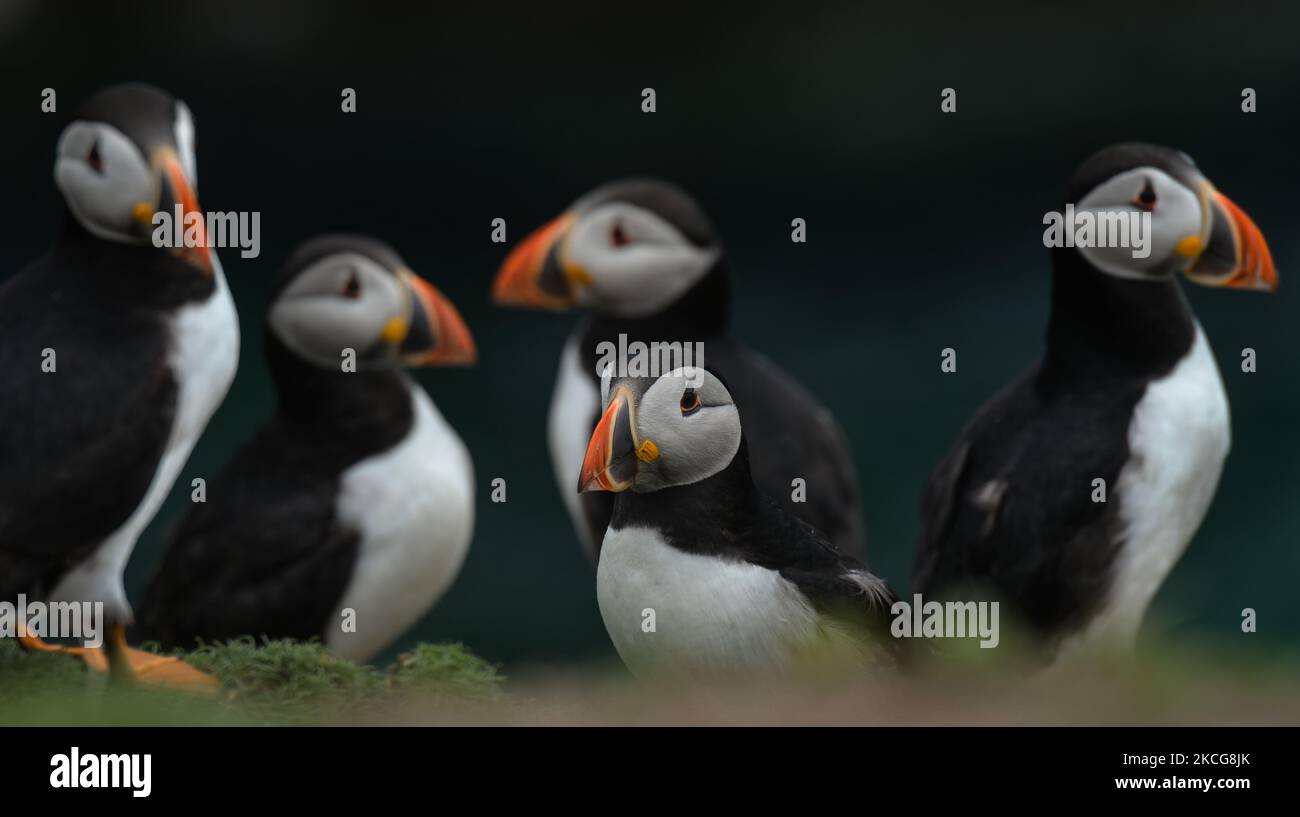 Atlantic puffins seen during a breeding season seen during the breeding ...