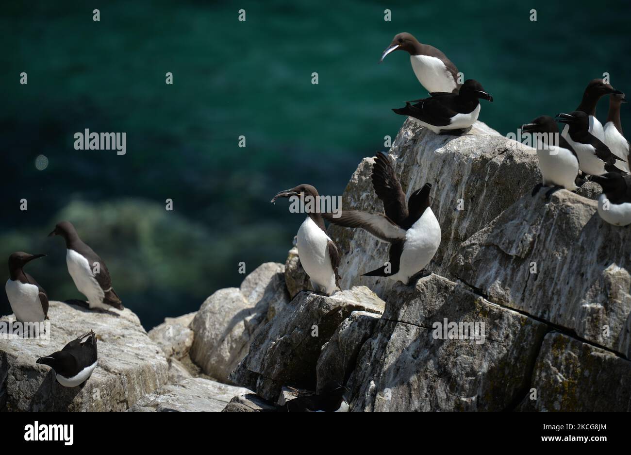Razorbills and Guillemots seen during the breeding season on the Great ...