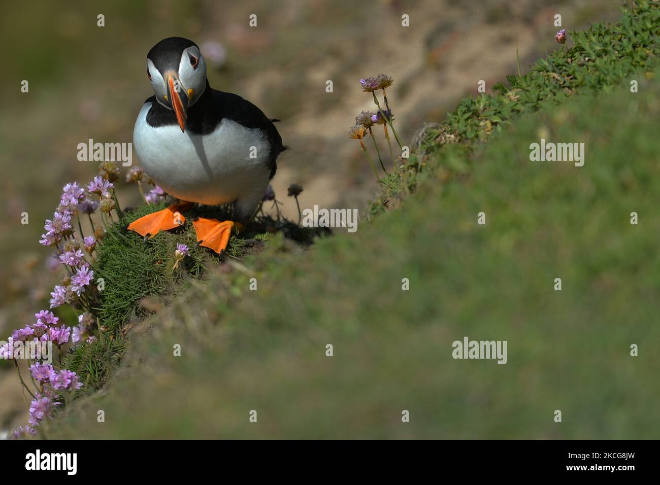 Atlantic puffin seen during a breeding season seen during the breeding ...