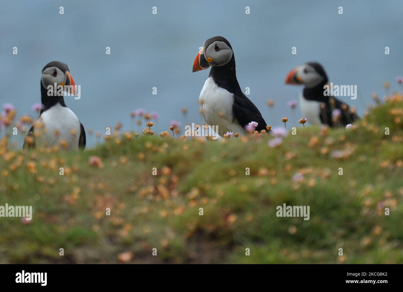 Atlantic puffins seen during a breeding season seen during the breeding ...