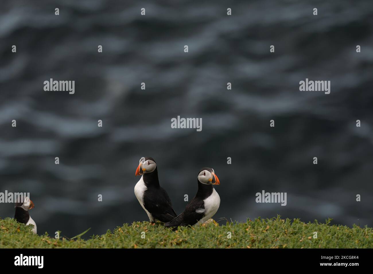 Atlantic puffins seen during a breeding season seen during the breeding ...