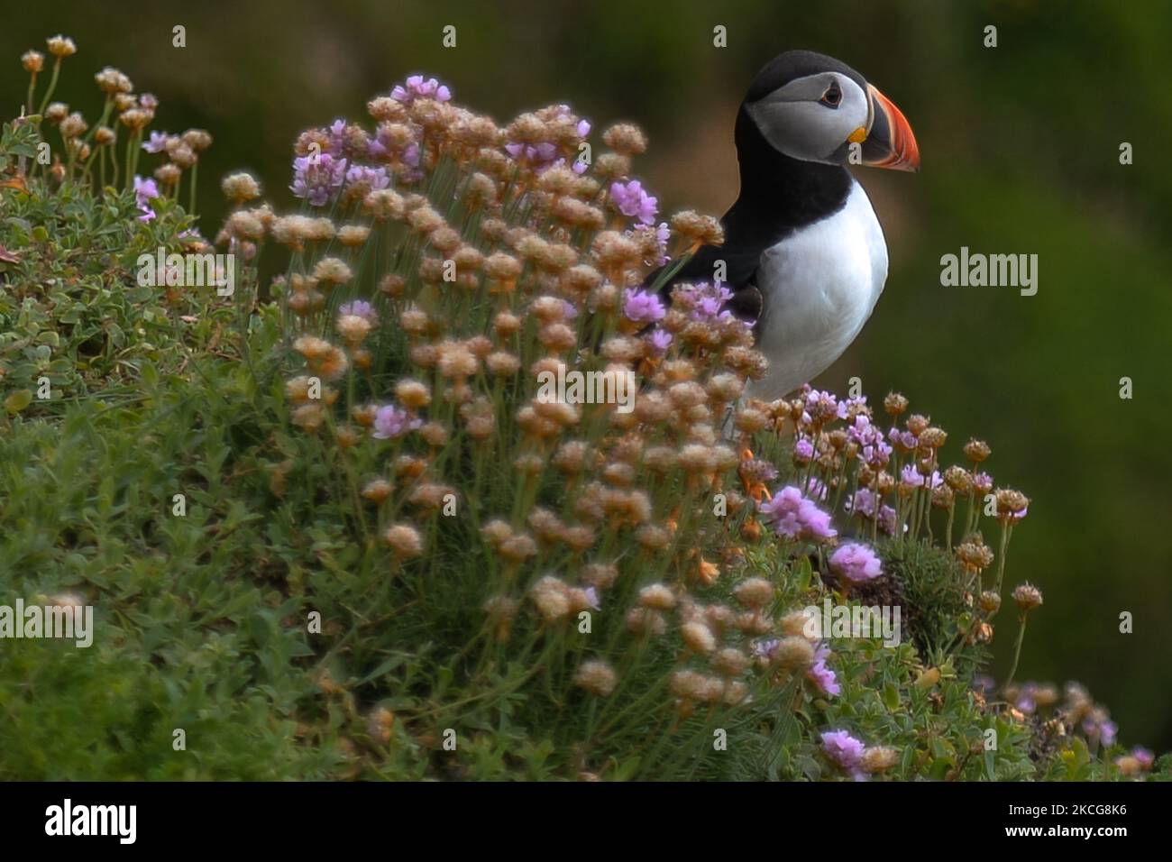 Atlantic puffin seen during a breeding season seen during the breeding ...