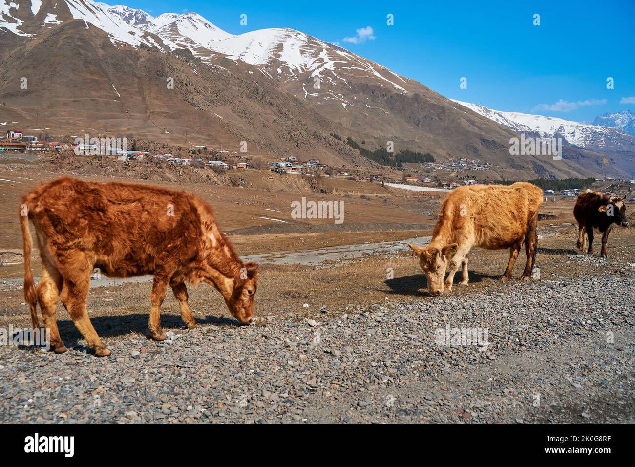 Cows in the mountains of Georgia. Animals graze along the road ...