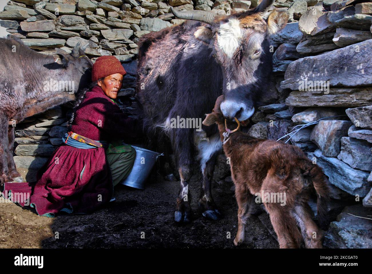 Ladakhi woman milking dzomos in front of her home a small village in ...