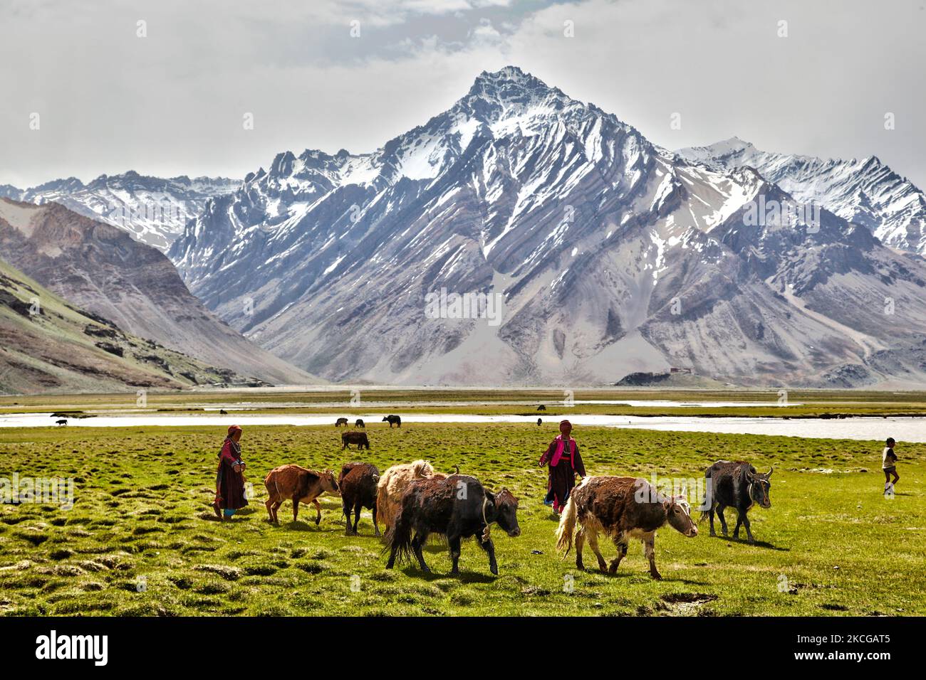 Ladakhi women herding dzos and dzomos in a small village in Zanskar ...