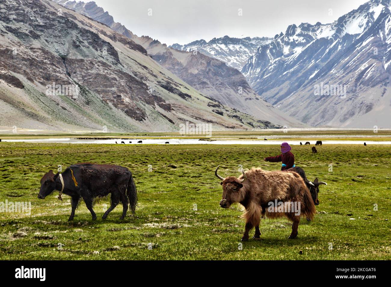 Ladakhi woman herding dzos and dzomos in a small village in Zanskar ...
