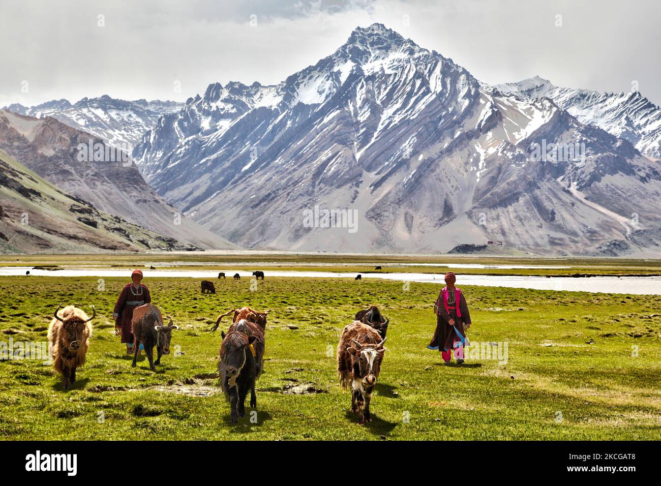 Ladakhi women herding dzos and dzomos in a small village in Zanskar ...